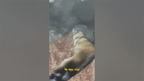 با گربه ها مهربان باشید تولد گربه ها Youtube