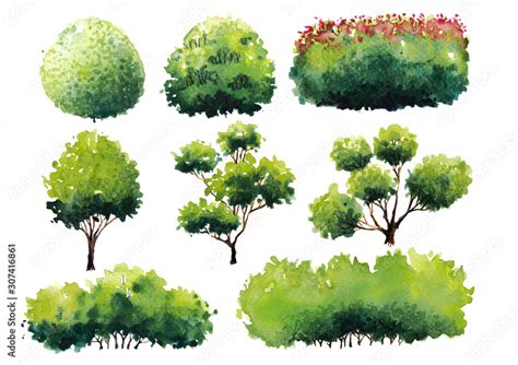 Collection Plant Shrub Symbols Of Landscape Architect For Decorate