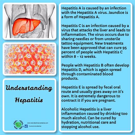 Interface Hepatitis Definition At Albina Giese Blog