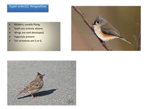 Classification Of Aves Pptx