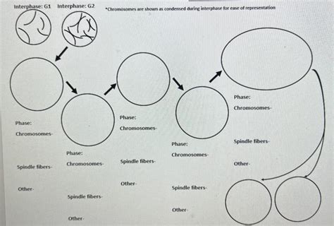 Solved Interphase G1 Interphase G2 Chromosomes Are Shown