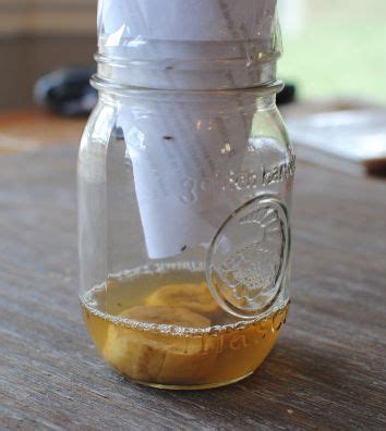 15 Best Gnat Traps Ideas Gnat Traps Gnats Household Hacks