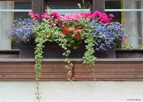 Praxistipps Für Moderne Blumenkästen Greenbop Blog