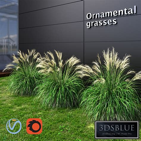 Ornamental Grass Miscanthus Small