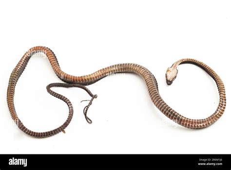 Xenodermus Javanicus Dragon Snake Aka Javan Mud Snake Xenodermus