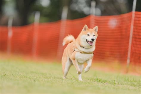 ドッグタイムレース 令和日本犬博公式サイト