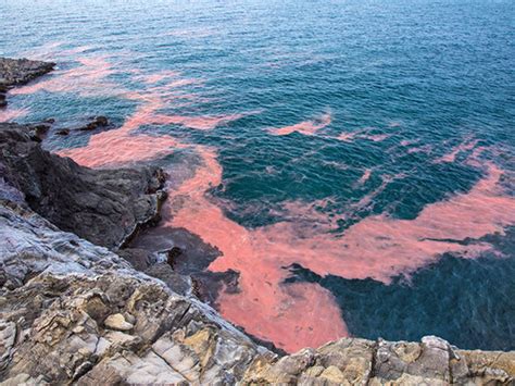 Protists Flashcards Quizlet Protists Flashcards Quizlet