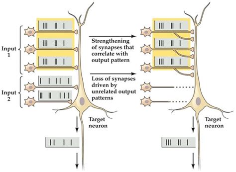 modification of neural circuits as result of experience flashcards