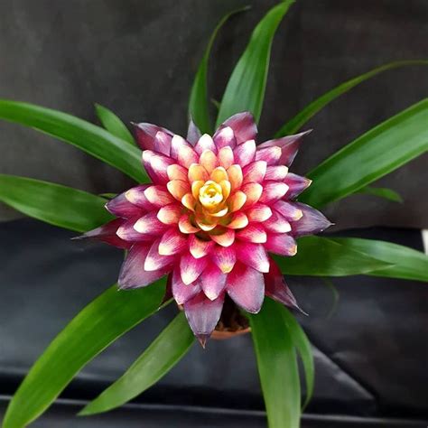 თბილ პირობებში ყვავილი ზამთარშიც იყვავილებს ოთახის მცენარეები რომლებიც ყინვაშიც ყვავის