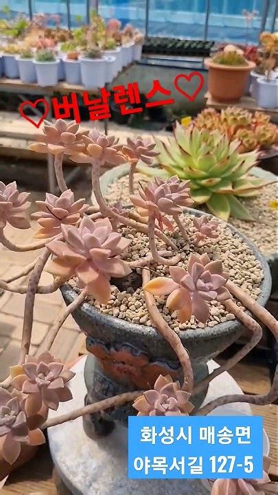 230526 꿈에서도 보고싶은ㅋㅋ 버날렌스♡ 화성 샤론다육 다육이 묵은둥이 자연군생 국민다육 군생 명품 작품 버날렌스 Youtube