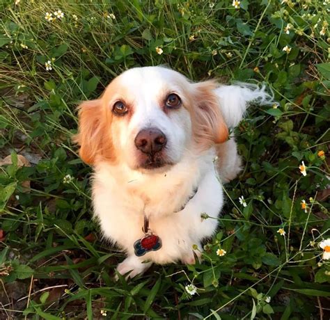 1335 Best Rmutt Images On Pholder Wanted To Show Off My Mutt