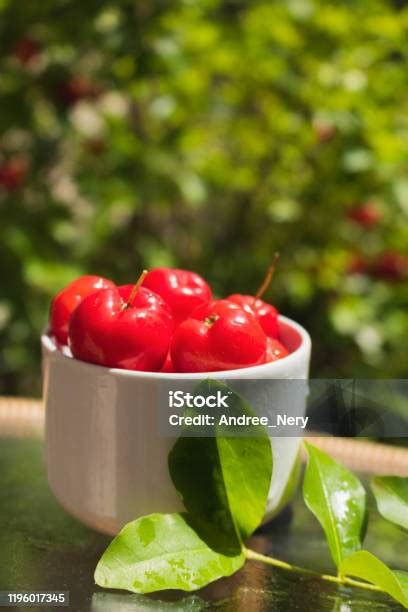 정원에 테이블에 그릇에 아세로라 과일 전형적인 브라질 과일 개념 이미지 0명에 대한 스톡 사진 및 기타 이미지 0명 건강한 식생활 과일 Istock
