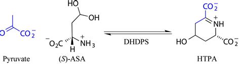 Iucr The Crystal Structures Of Native And S Lysine Bound Di­hydrodipicolinate Synthase
