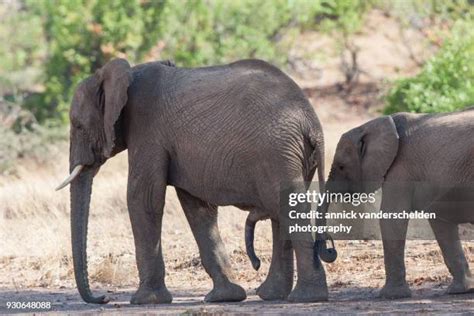 Elephant Reproductive Organs Pictures