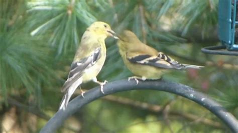 Mother Goldfinch Feeding Her Fledgling Youtube