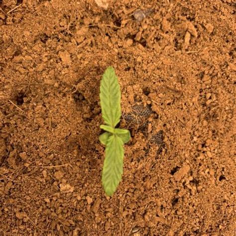 Bubba Kush 2 5 2020 2021 Grow Journal By Aleegee88 Growdiaries