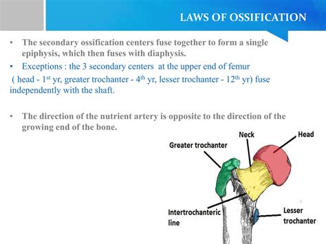 Skeletal System And Its Mobility And Function Ppt