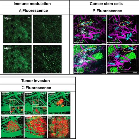 Examples Of Imaging Modalities For Immunomodulation Cancer Stem Cells