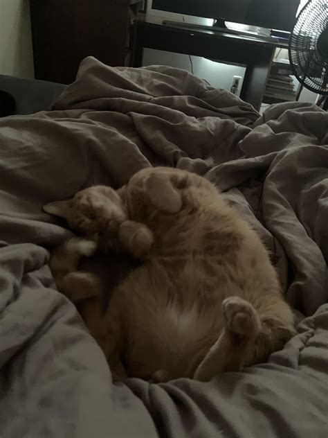 Lazy Kitty Scrolller