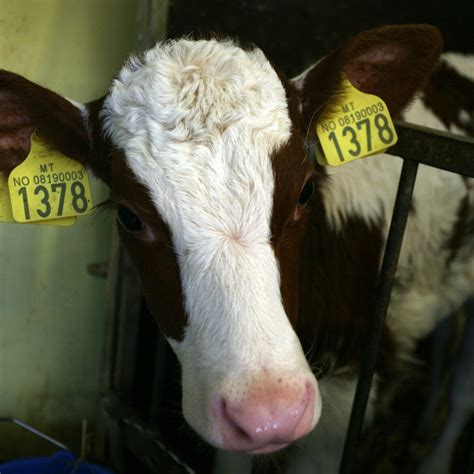 Female Human Cows