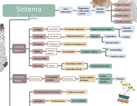 Embriologia Sistema Digestivo Mapa Conceptual Intestino Posterior