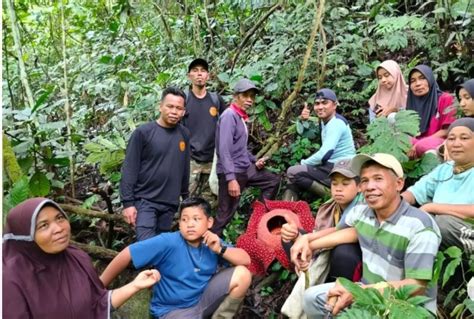 Sebaran Bunga Rafflesia Arnoldi Ditemukan Di Agam Sumbar