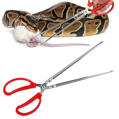 Purple Passion Ball Python Appearance Habitat Diet Reproduction