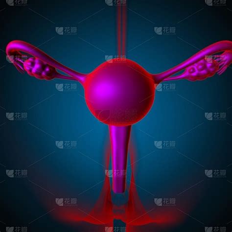 女性生殖系统解剖学的医学概念3d素材 花瓣网