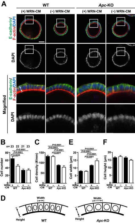Increase In Cross Sectional Area Of Cells In Apc Ko Organoids Download Scientific Diagram