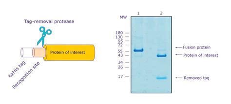 Tag Removal Proteases For Recombinant Protein Purification