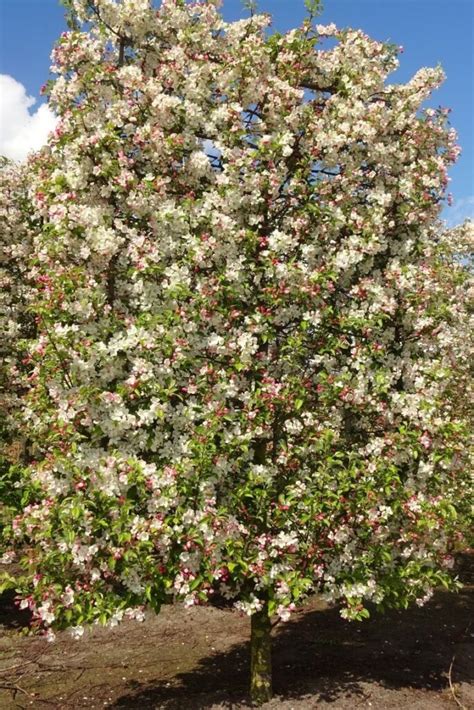 Low Pleached Trees Archieven Ruud Van Den Berk