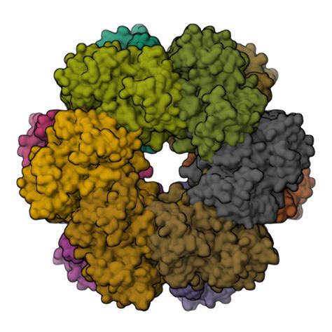 Rcsb Pdb 4lnk B Subtilis Glutamine Synthetase Structures Reveal