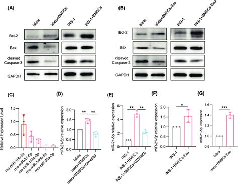 Bmscs And Bmscs Derived Exosomes Decrease Apoptotic Cell Death In Download Scientific Diagram