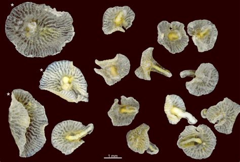 Dendrogramma Two Unclassifiable Deep Sea Animals Discovered Off
