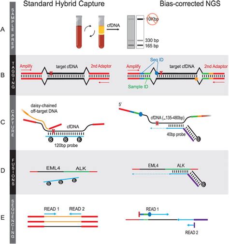 Bias Corrected Targeted Next Generation Sequencing For Rapid