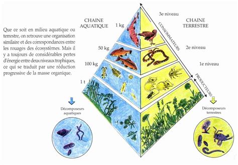 Dynamique Des écosystèmes Lécologie Cest La Vie