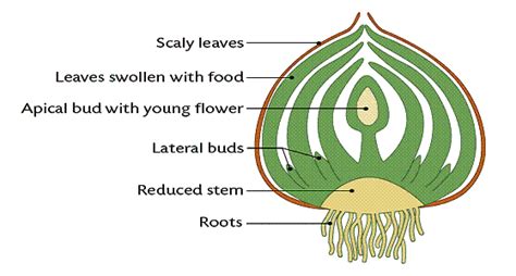 Asexual Reproduction In Plants With Bulbs Asexual Reproduction In