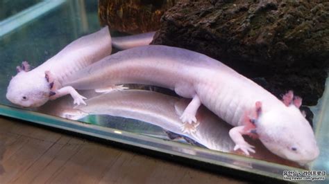 아홀로틀 도룡용 우파루파 키우기 멕시코 도롱뇽 초보자를 위한 사육 포인트 네이버 블로그