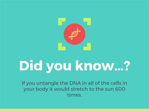 SOLUTION 6 Cell Cycle Reproduction Studypool