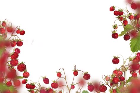 Лесная ягода фотошоп ПНГ на Прозрачном Фоне • Скачать Png Лесная ягода фотошоп