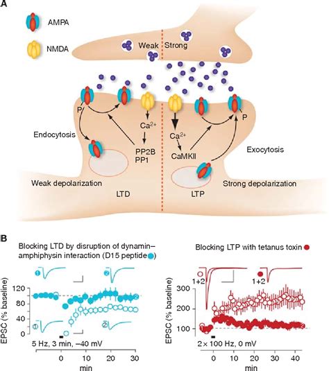 Figure 3 From Depression Ltp Ltd Nmda Receptor Dependent Long Term Potentiation And Long
