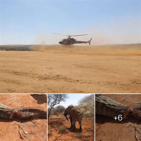 Compassionate Intervention Elephant With Unusual Trunk Deformity