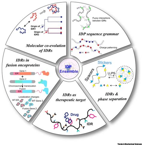 Dissecting The Biophysics And Biology Of Intrinsically Disordered Proteins Trends In