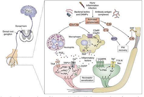 Figure 3 From The Complement Cascade In The Regulation Of Neuroinflammation Nociceptive