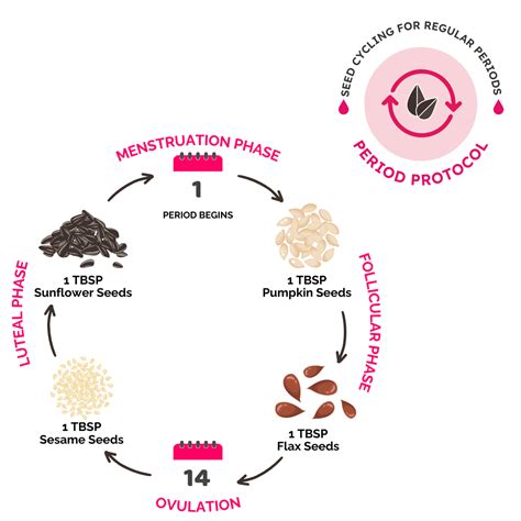 Seed Cycling For Regular Periods Protocol Fix Your Period