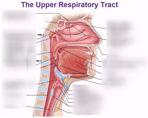Upper Respiratory Tract Anatomy Physiology