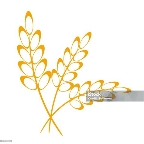 밀 또는 보리 귀 수확 밀 곡물 성장 쌀 줄기 와 전체 빵 곡물 또는 필드 시리얼 영양 호밀 곡물 농산물 귀 기호 격리된 벡터