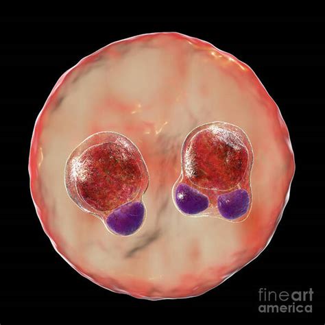Protozoan Plasmodium Falciparum In The Stage Of Ring Form Tr 3 Art