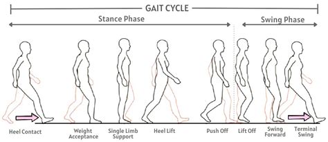 Using Wearable Sensors For Sex Classification And Age Estimation From Walking Patterns