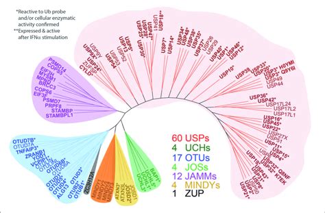 Expanded Panel Of Active Dubs Across The Different Enzyme